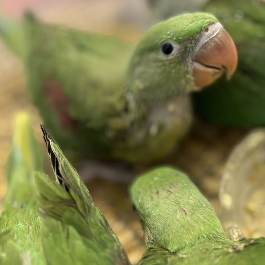 Попугай александрийский кольчатый выкормыш ручной
