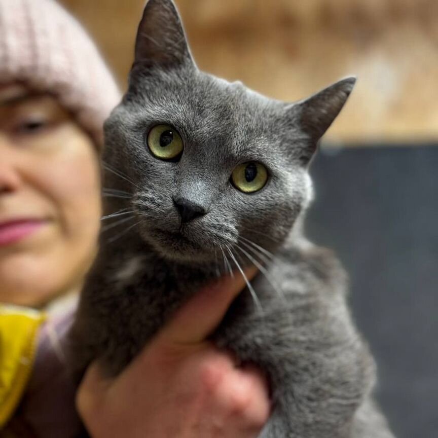 Бывшедомашняя кошка из приюта Некрасовка