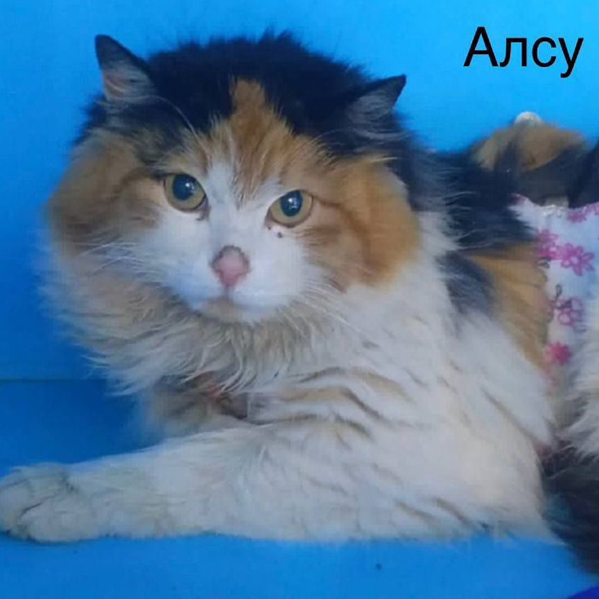 Все малышки очень нуждаются в доме,заметьте