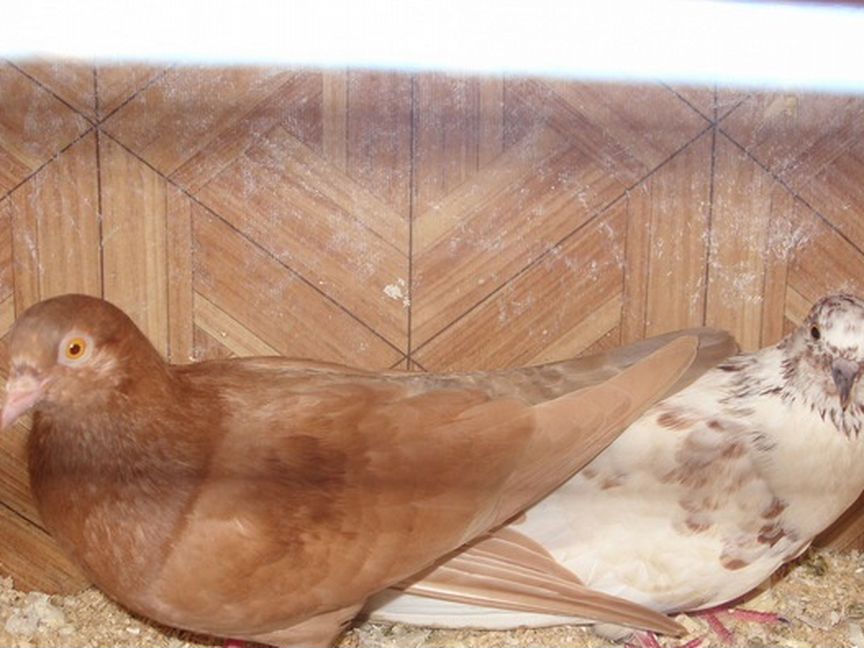 Высоколётные голуби