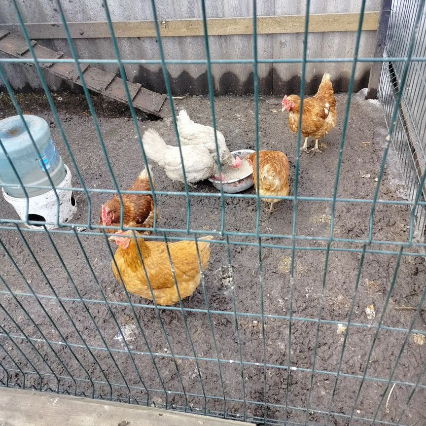 Продам курей