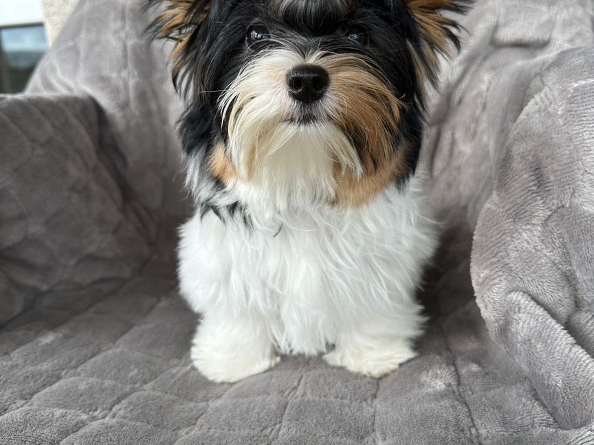 Щенки бивер йорка