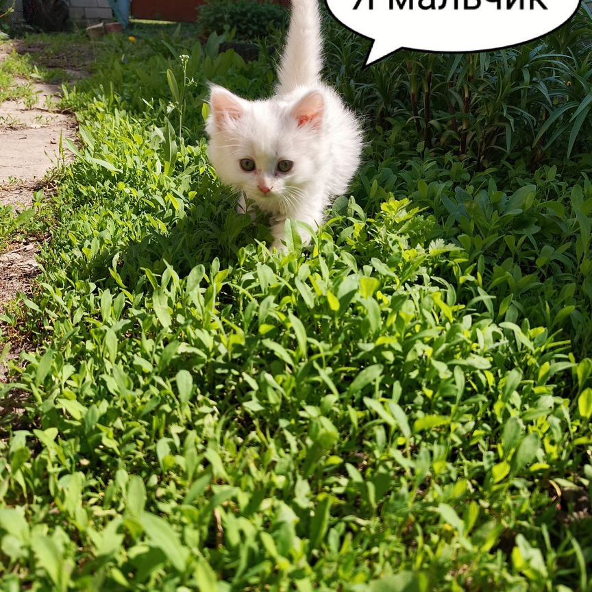 Котячье опг. В добрые руки