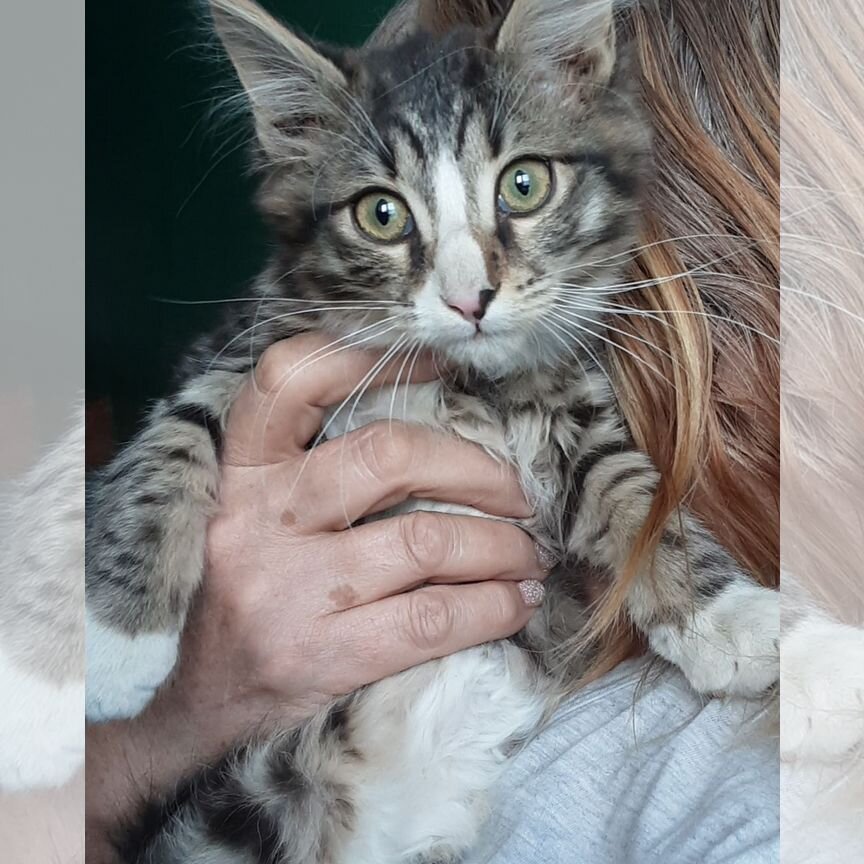 Котёнок от частного владельца