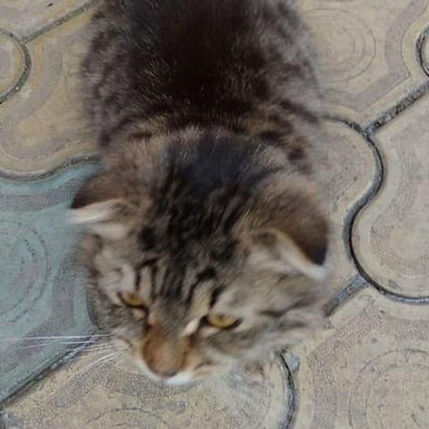 Потерялась кошечка