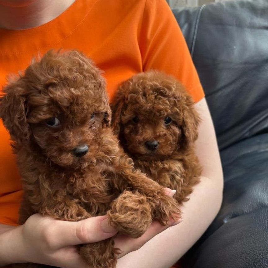 Той-пудель мини мальчик