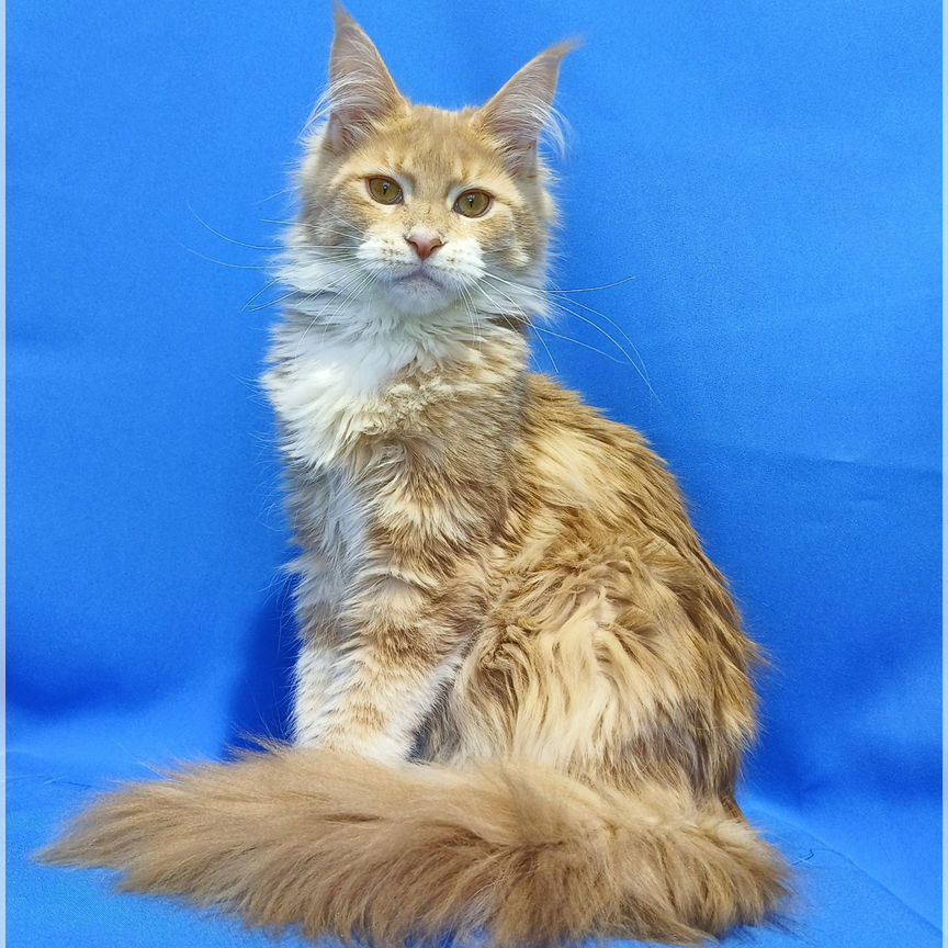 Мейн-кун котёнок