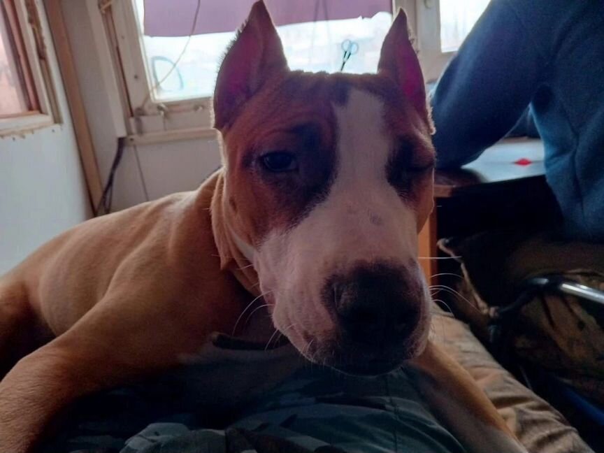 Стаффордширский терьер