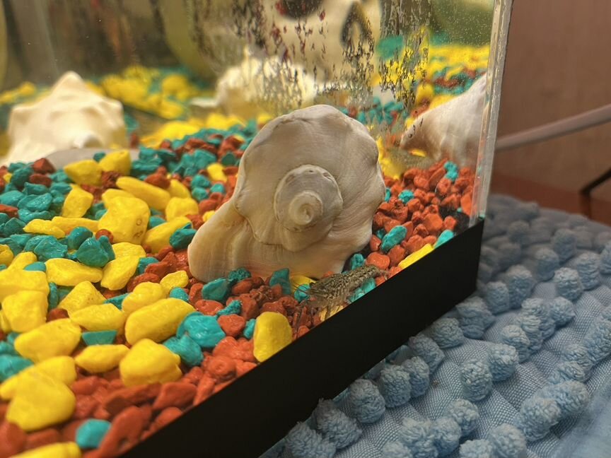 Аквариумные раки. малыши