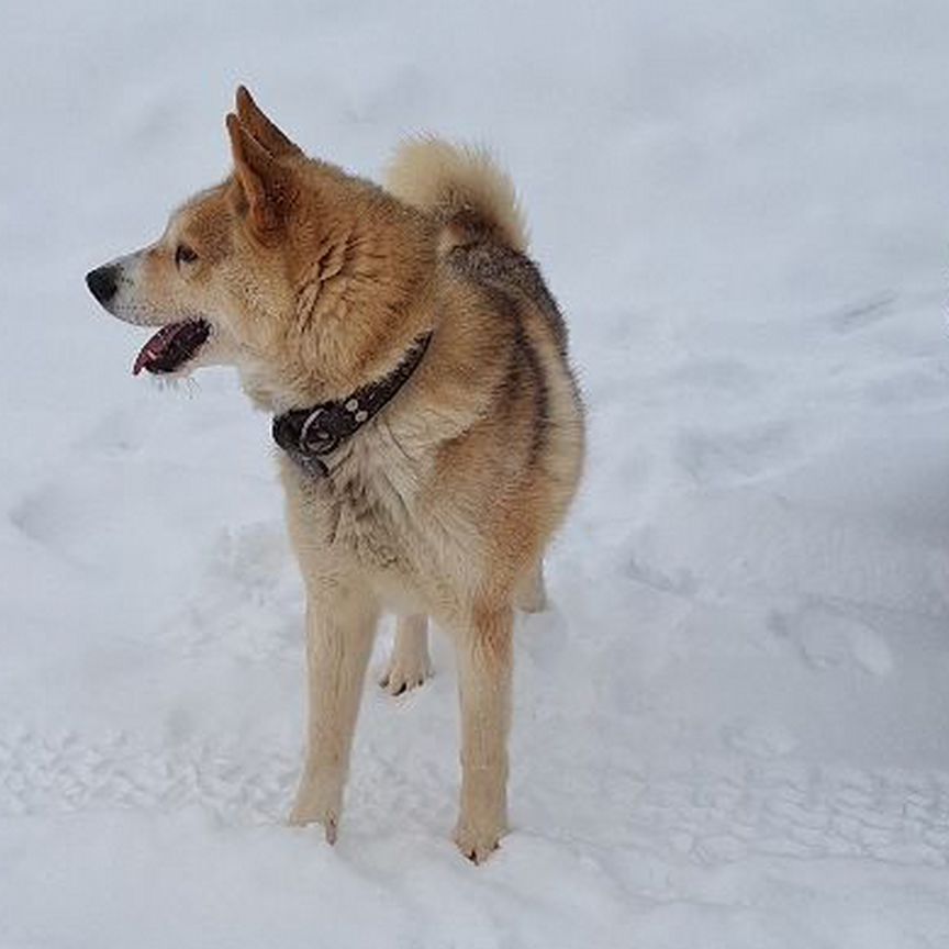 Лайка, взрослый пёс