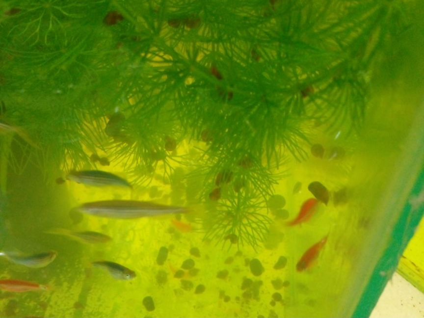 Аквариумные рыбки