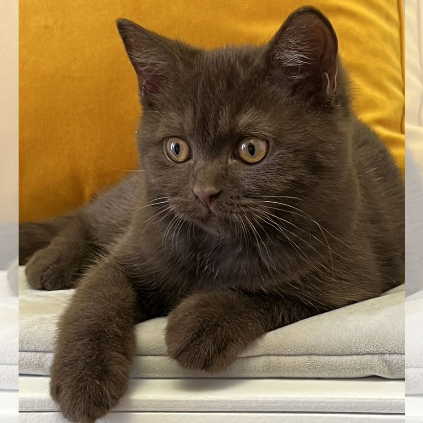 Британский короткошёрстный котёнок