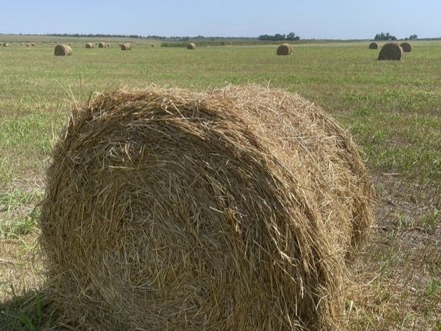 Солома ячьменая