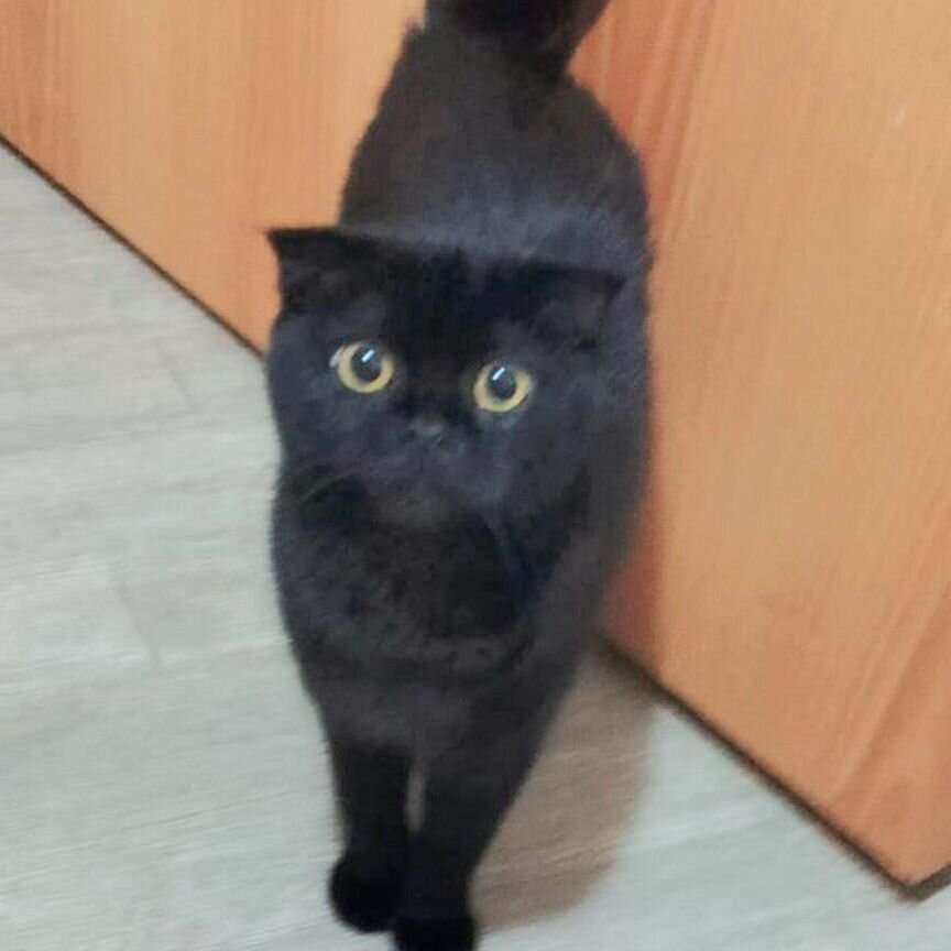 В добрые руки шотландская кошечка