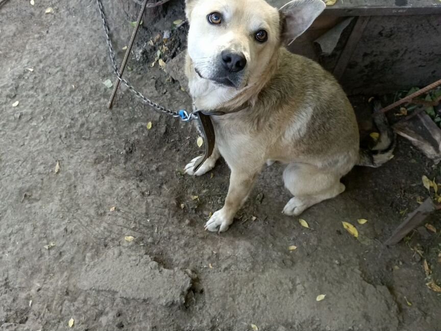 Хороший сторож ждёт добрые руки. Мальчик, Джек