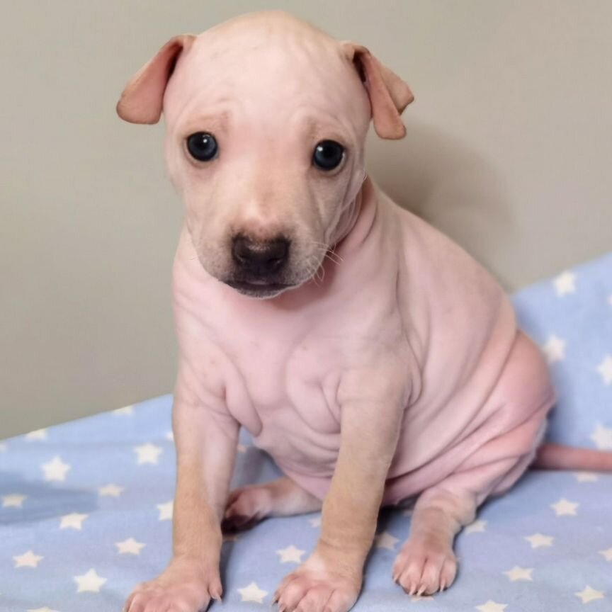 Американский голый терьер (щенок агт)