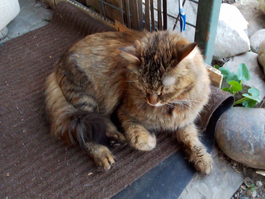 Котята нибелунг