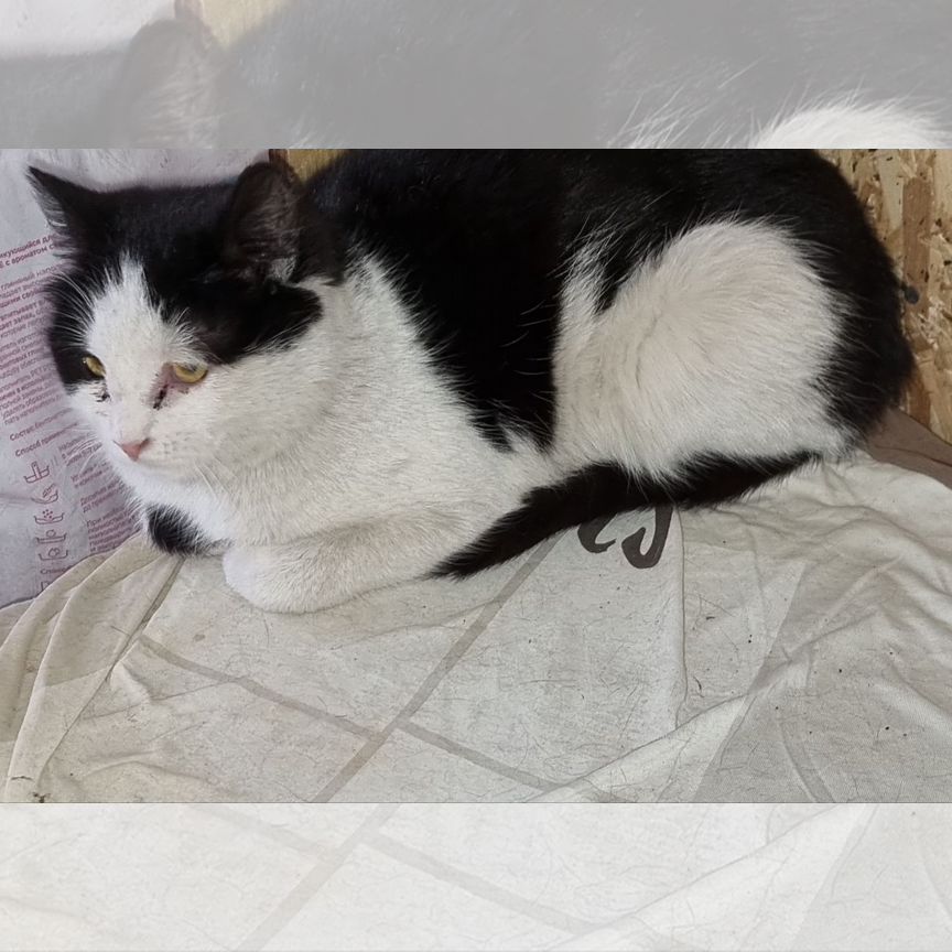 Взрослая, кошка в добрые руки