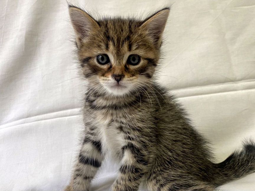 Котята 50% шотландские бесплатно