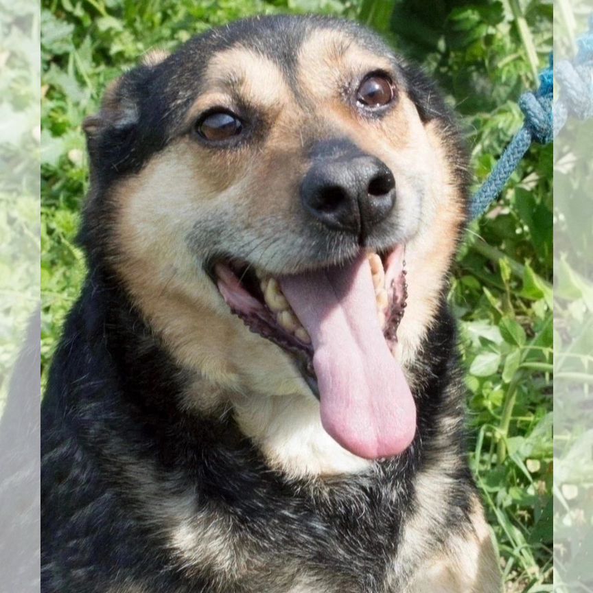 Кроша в добрые руки