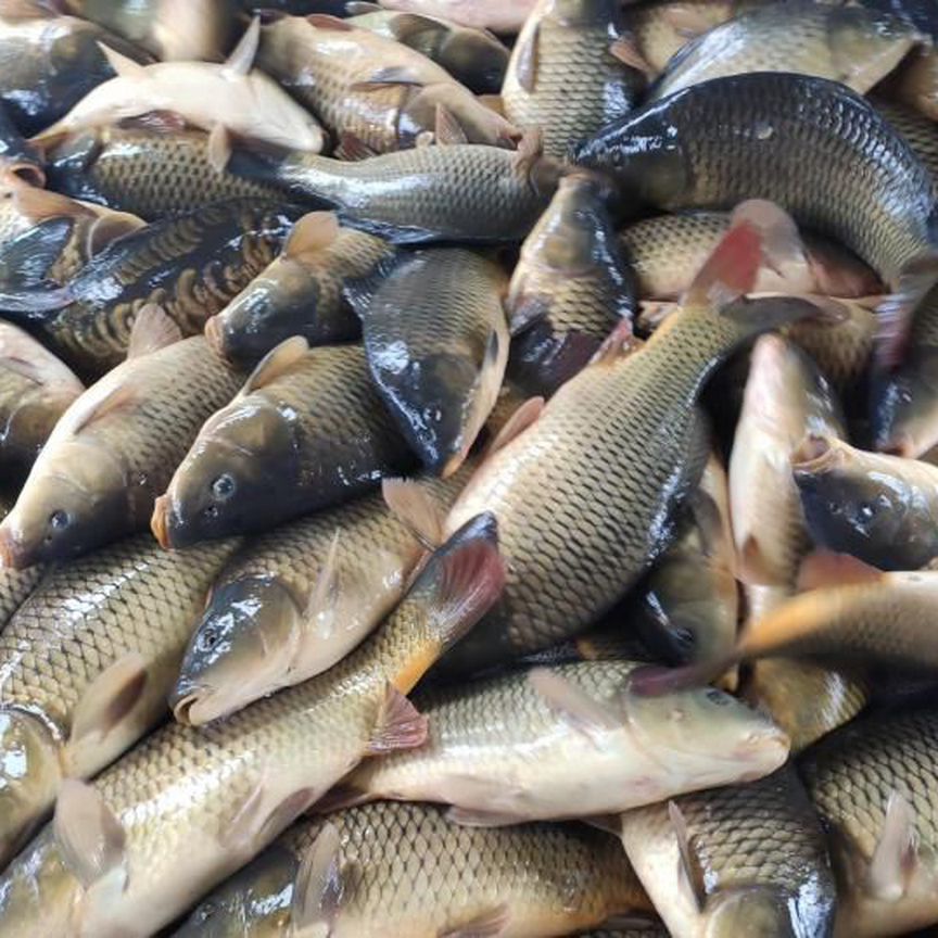 Продам живую рыбу