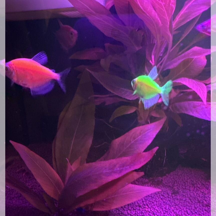 Отдам тернеции