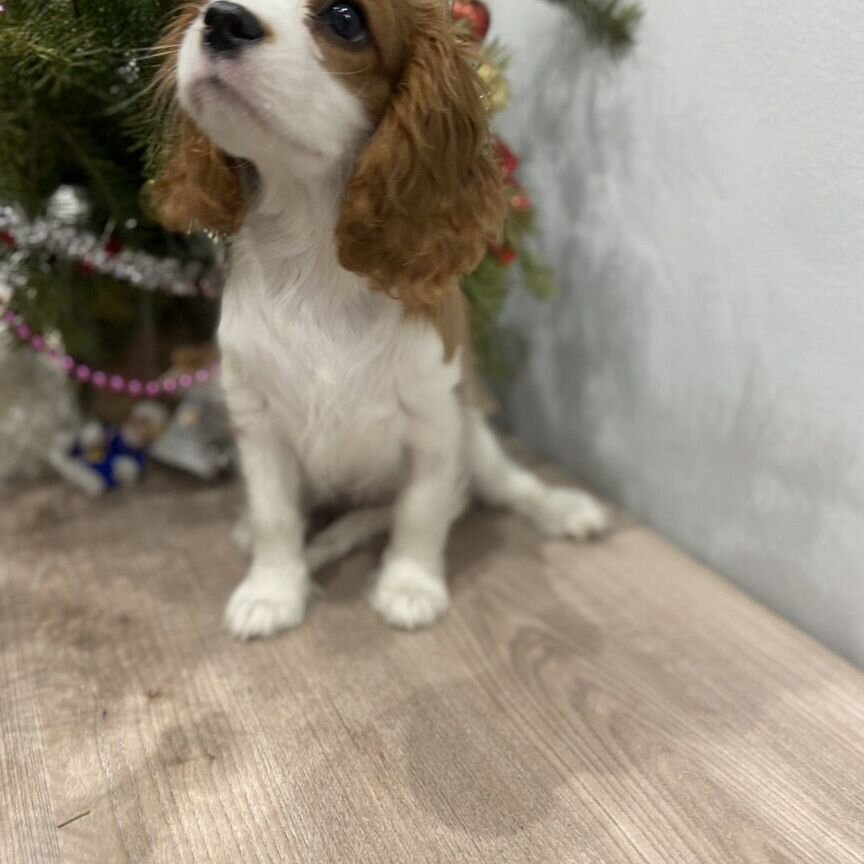 Девочка кавалер кинг чарльз спаниель