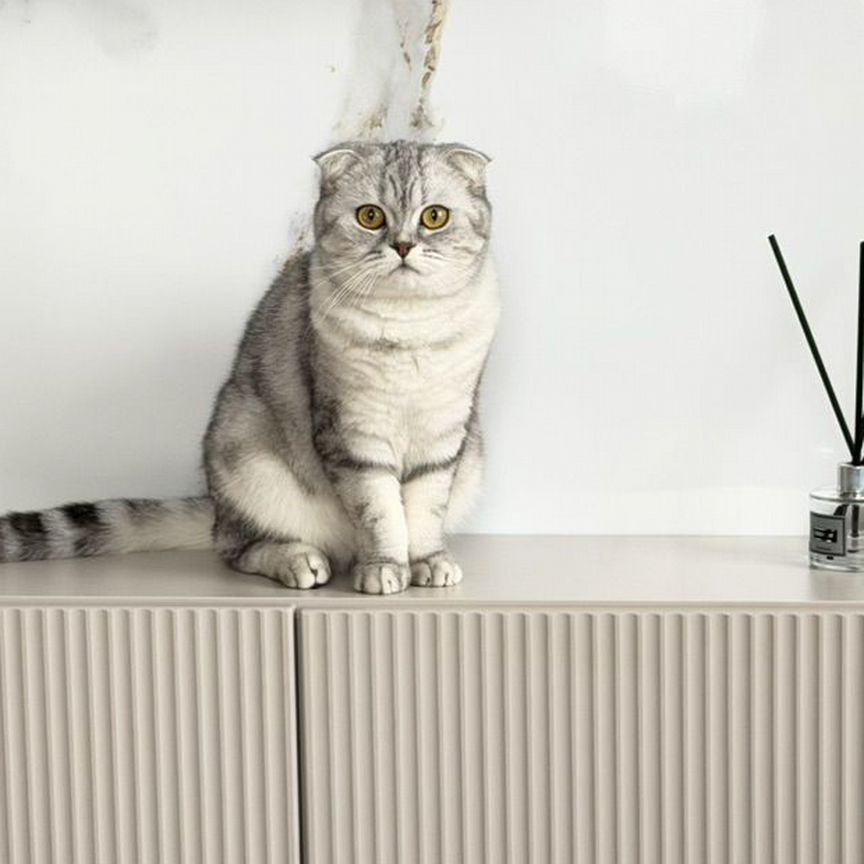 Шотландская вислоухая короткошёрстная кошка, вязка