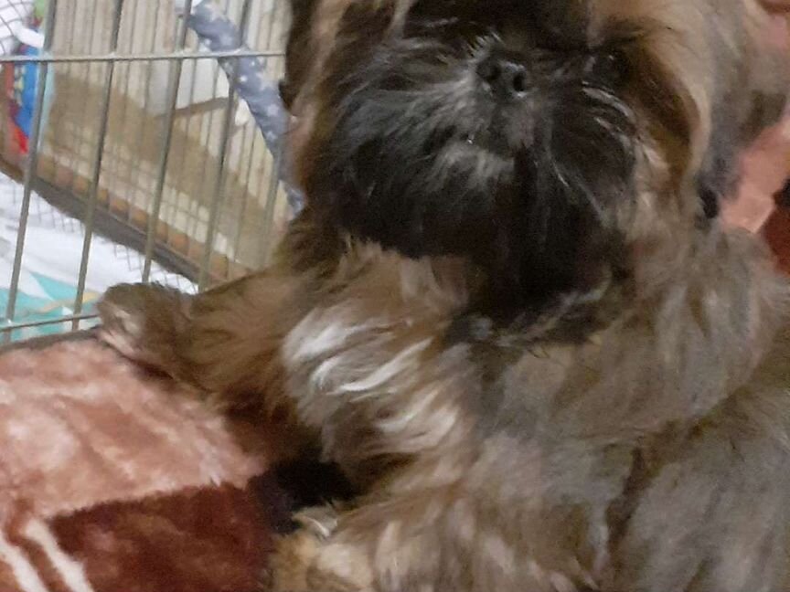 Щенки ши-тцу