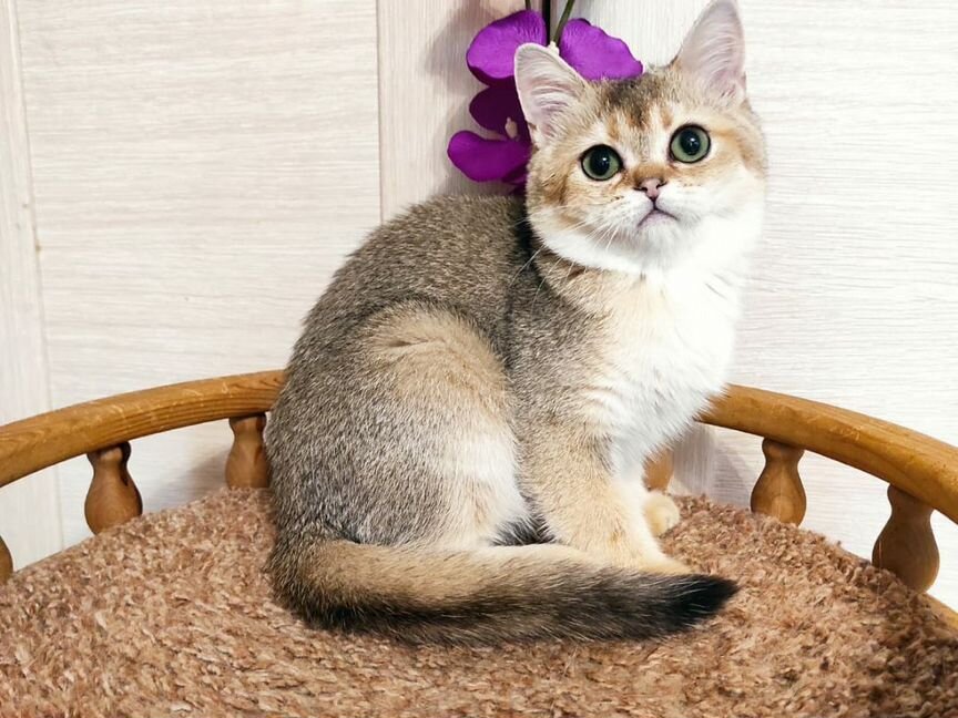 Красавица с изумрудными глазками