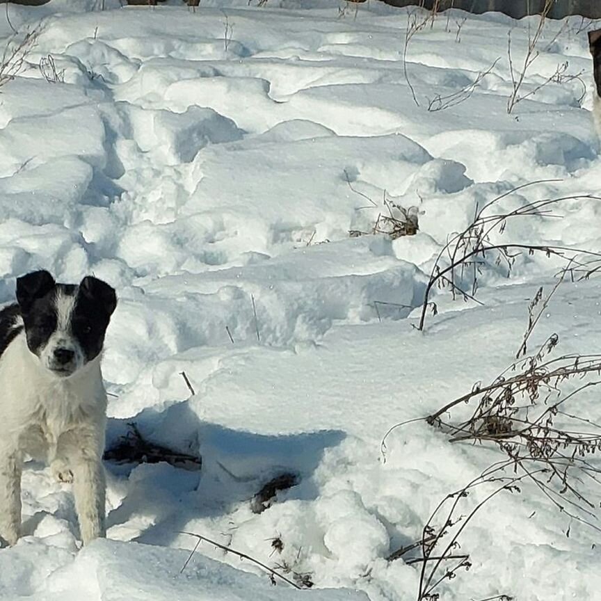 Прекрасные друзья