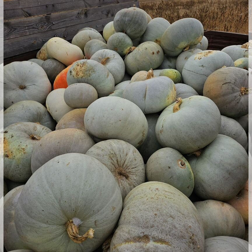Тыква кормовая