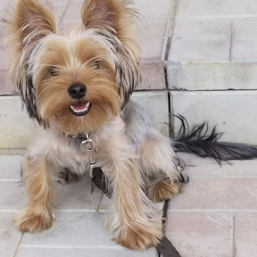 Йоркширский терьер