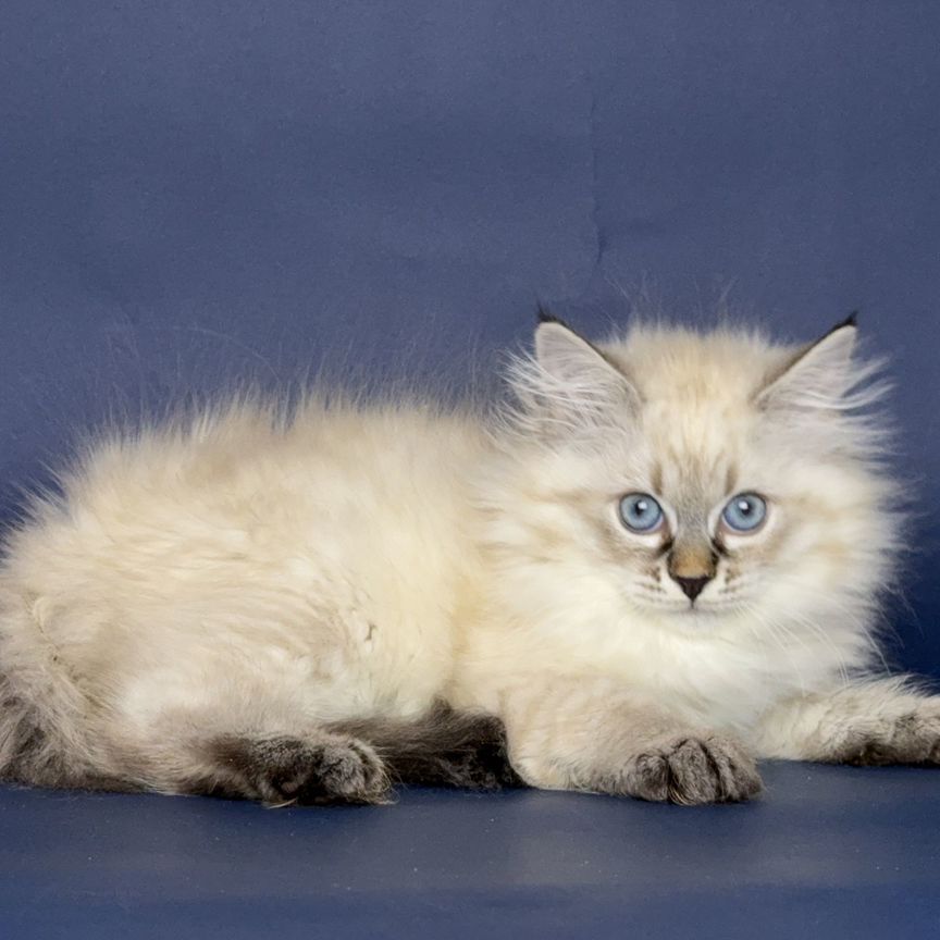 Невский маскарадный котёнок