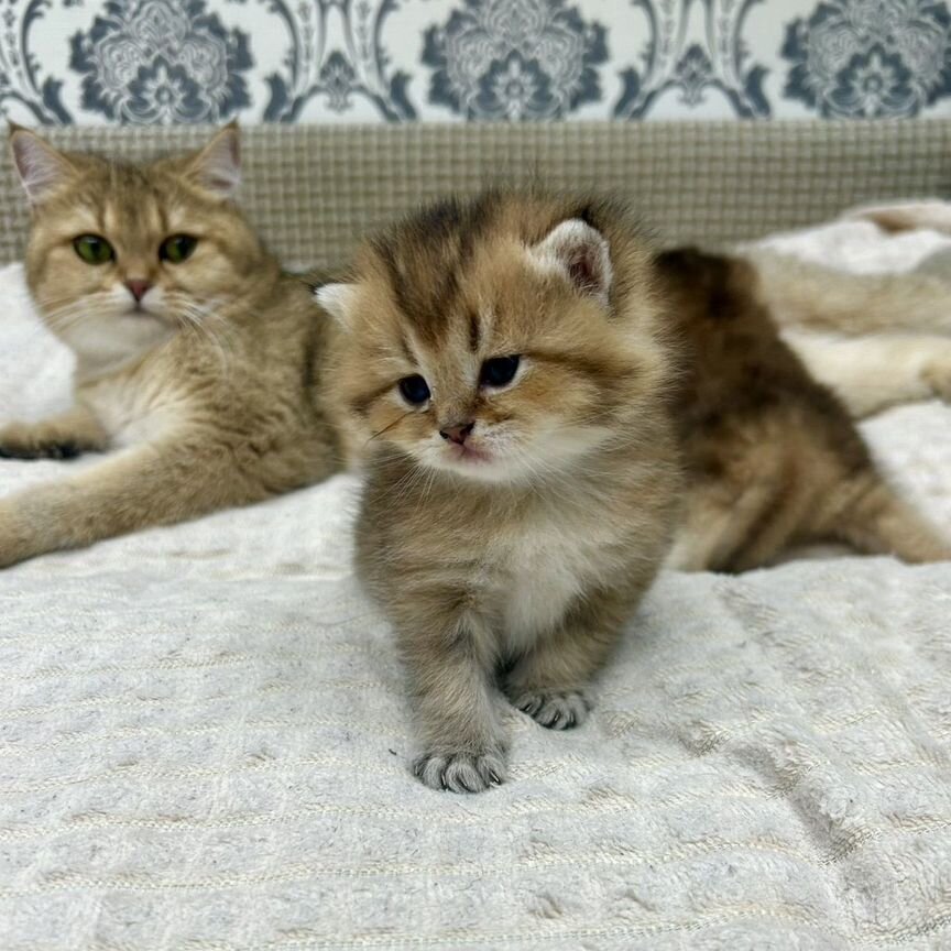 Британский короткошёрстный котёнок