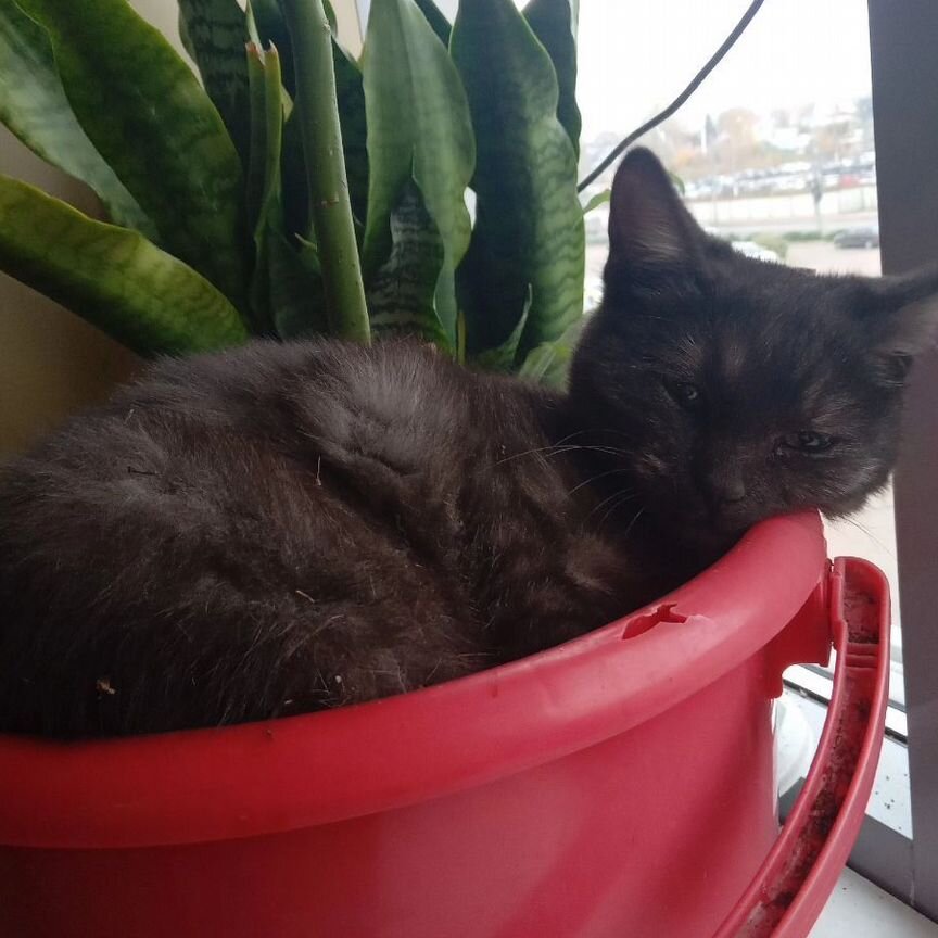 Кошечка около 4 мес