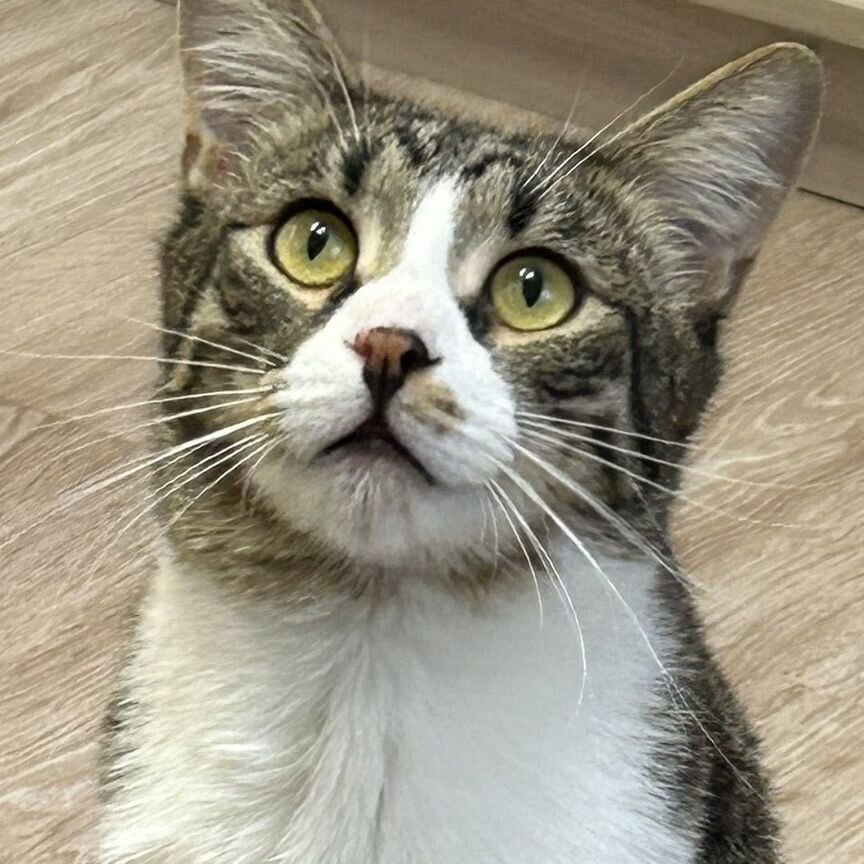 Милый котик ищет дом