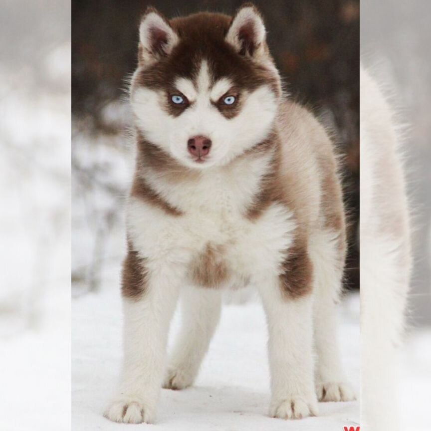 Сибирский хаски, щенок