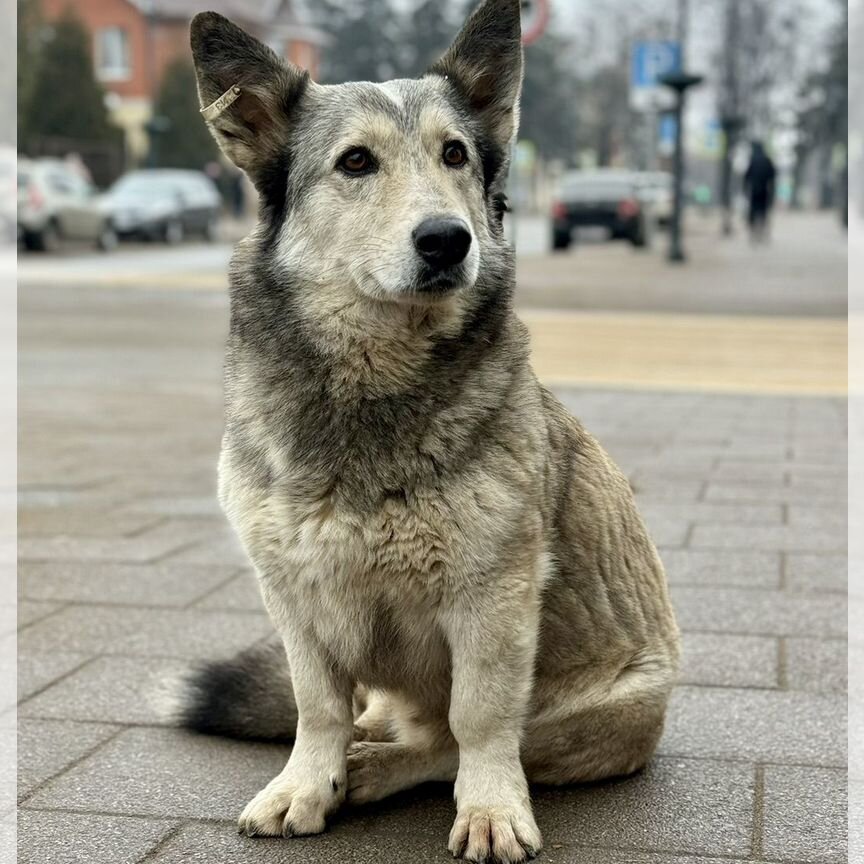 Собака в добрые руки