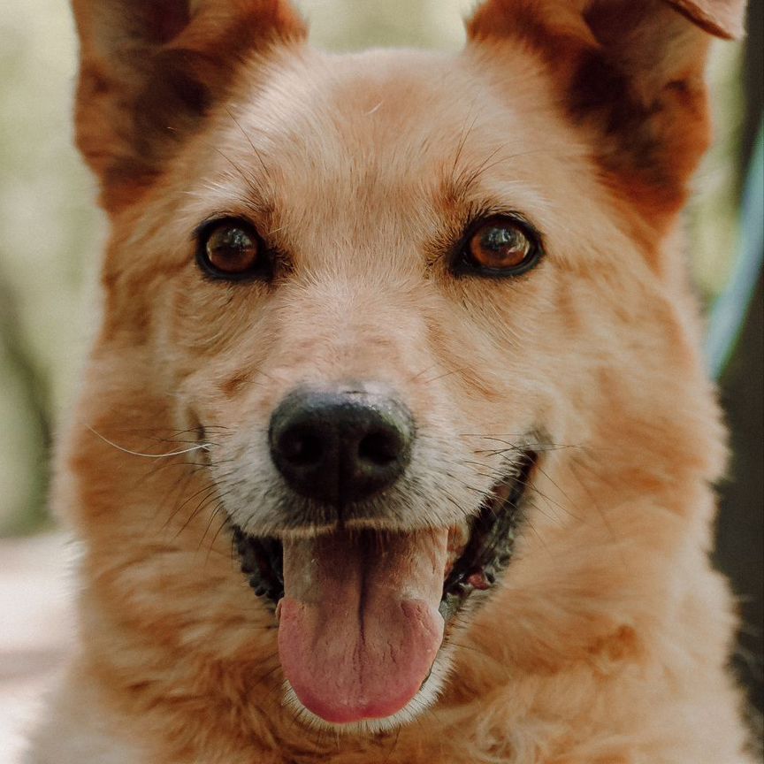 Собаки бесплатно