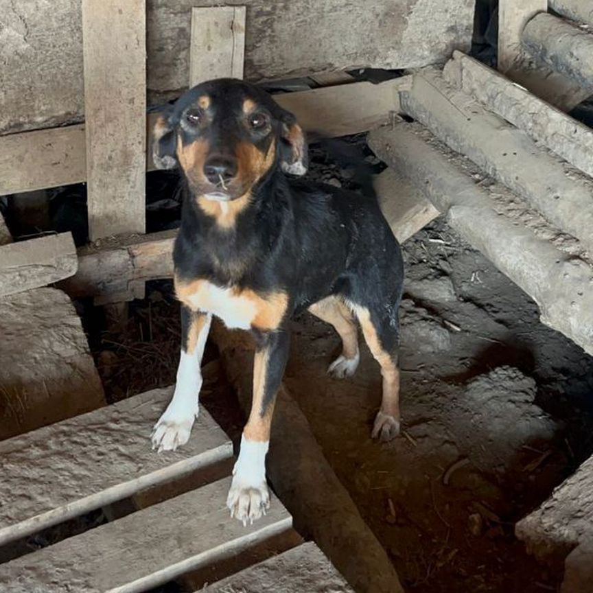 Щенок в добрые руки