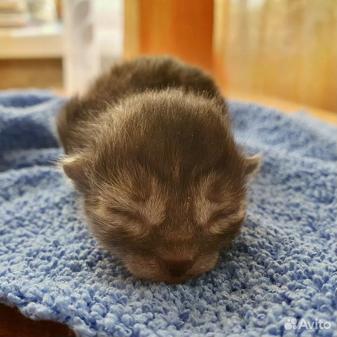 SOS Новорожденный котенок