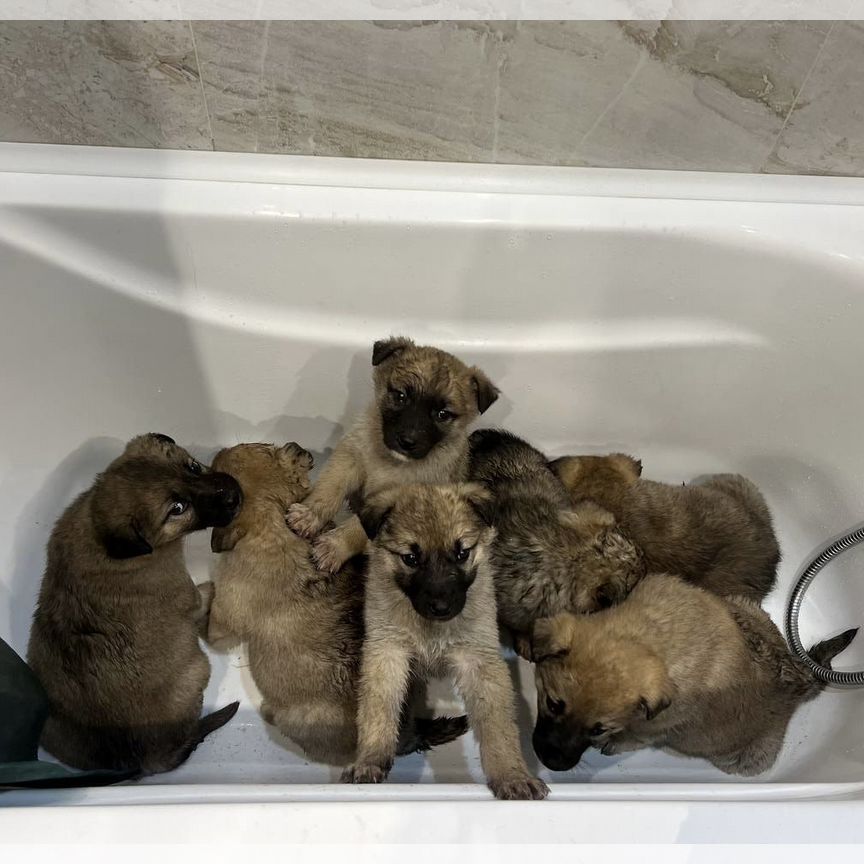 Щенок в добрые руки