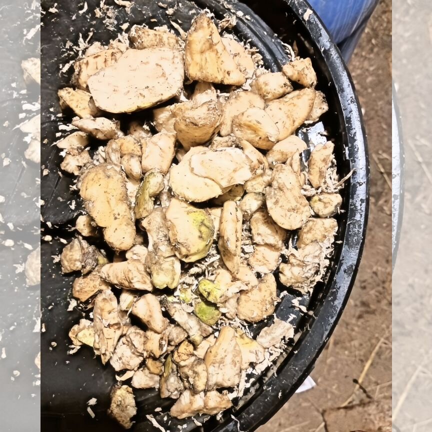 Свекла кормовая