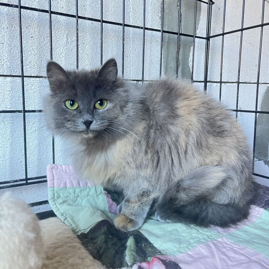 Кошка ищет ответственных хозяев