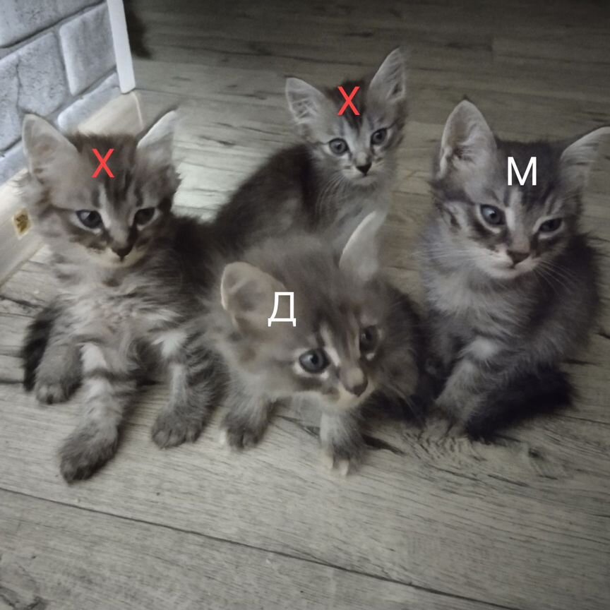 Котёнок в добрые руки