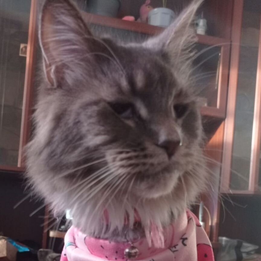 Кошка мейн кун