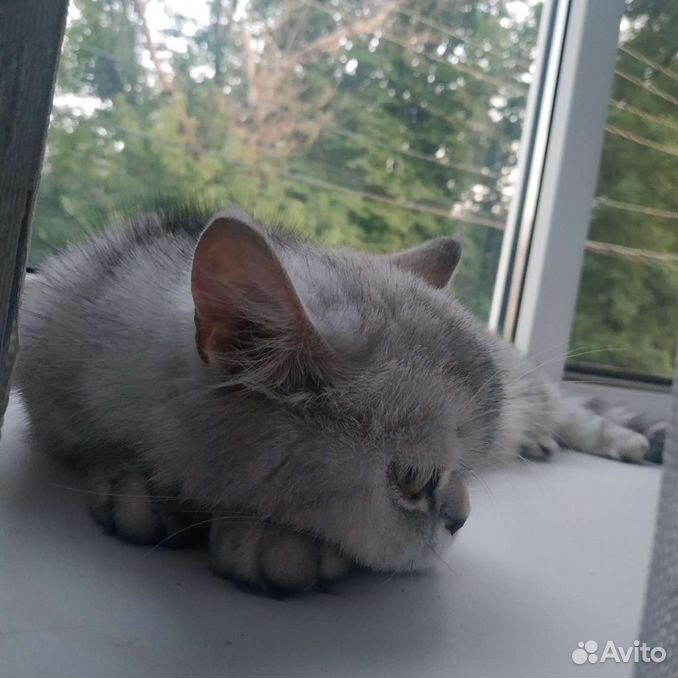 Шотладская кошка