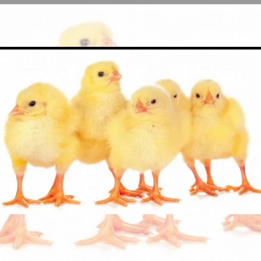 Цыплята бройлеры суточные