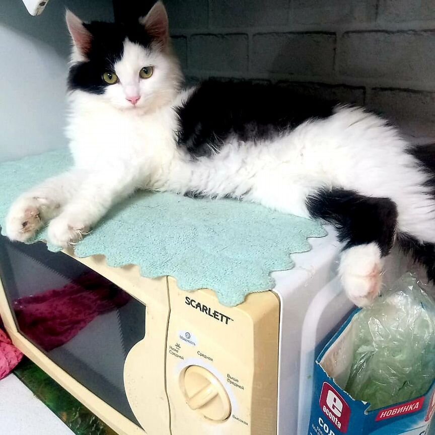Котёнок